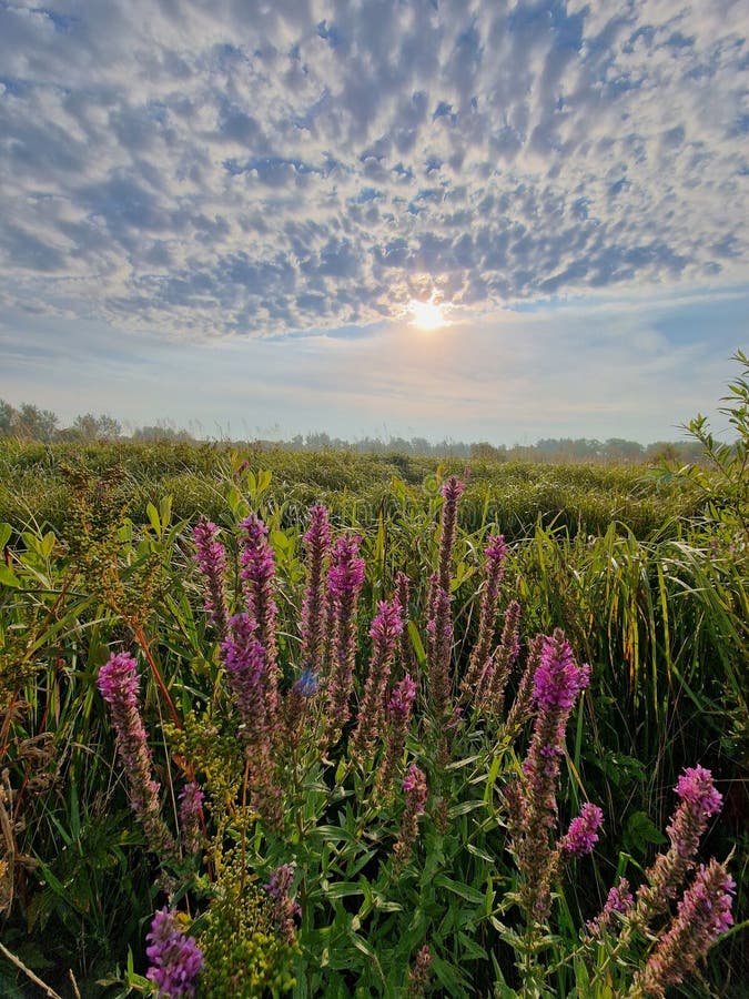 Pink Wildflowers with Dramatic Clouds Above Stock Photo - Image of ...