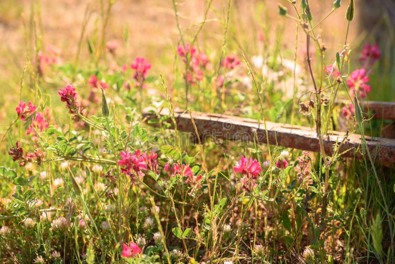 Pink Wildflowers Field with a Rusty Iron Bar in the Background Stock ...