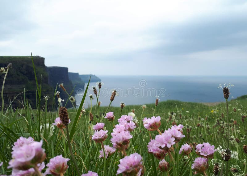 Pink Wildflowers are in the Foreground of a Coastal Landscape, with the ...