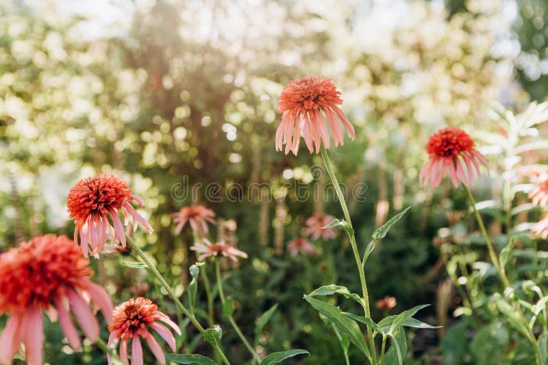 Pink Wildflowers Meadows Dropped Petals Drought Stock Image - Image of ...