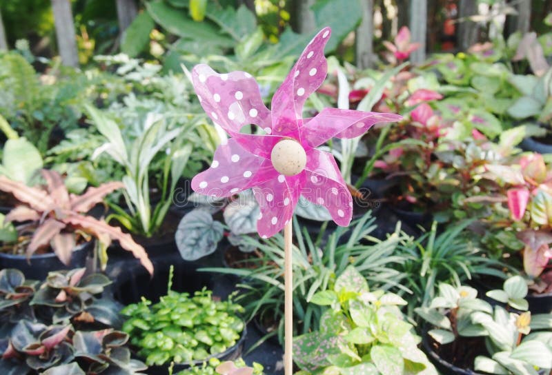 Pink-wind 2 stock photo. Image of outdoors, lake, beautiful - 15031770