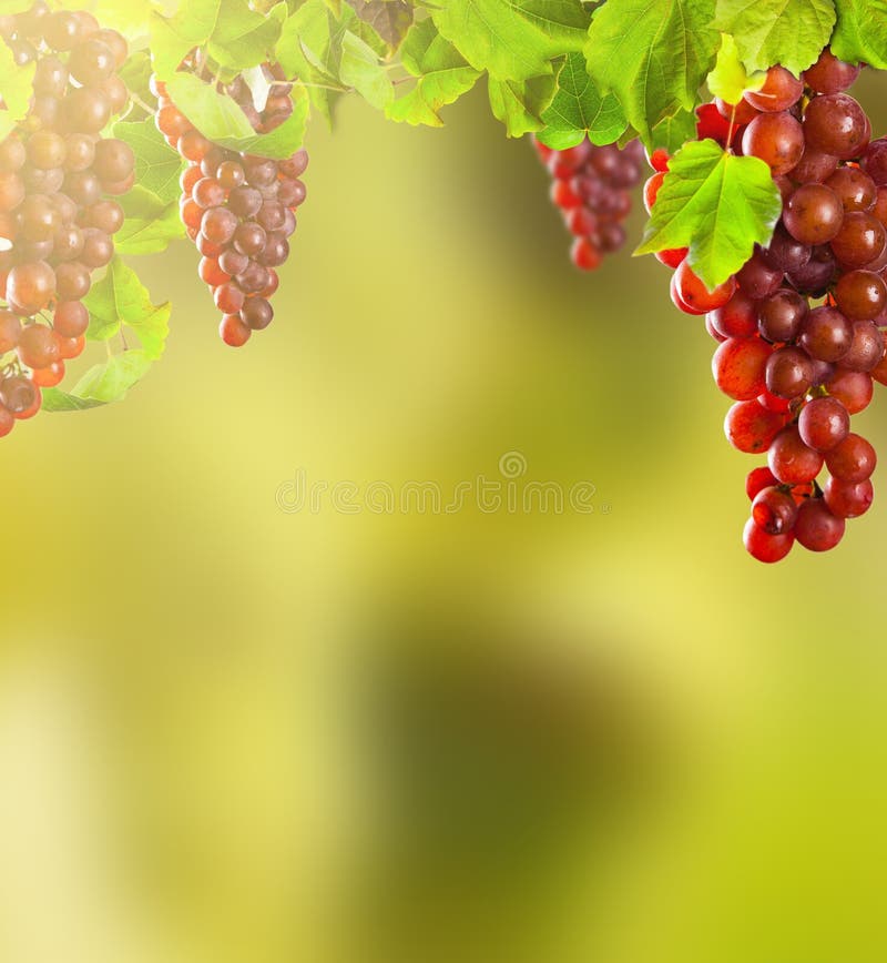 Red Wine Grapes Isolated on White Background Stock Image - Image of ...