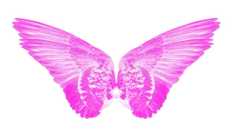 Pink wings of birds stock photo. Image of pink, animal - 86923002