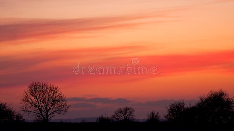 Pink Winter Sunset Over a Silhouetted Treeline Stock Photo - Image of ...