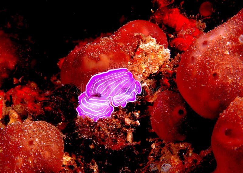 2,771 Pink Worm Stock Photos - Free & Royalty-Free Stock Photos from ...