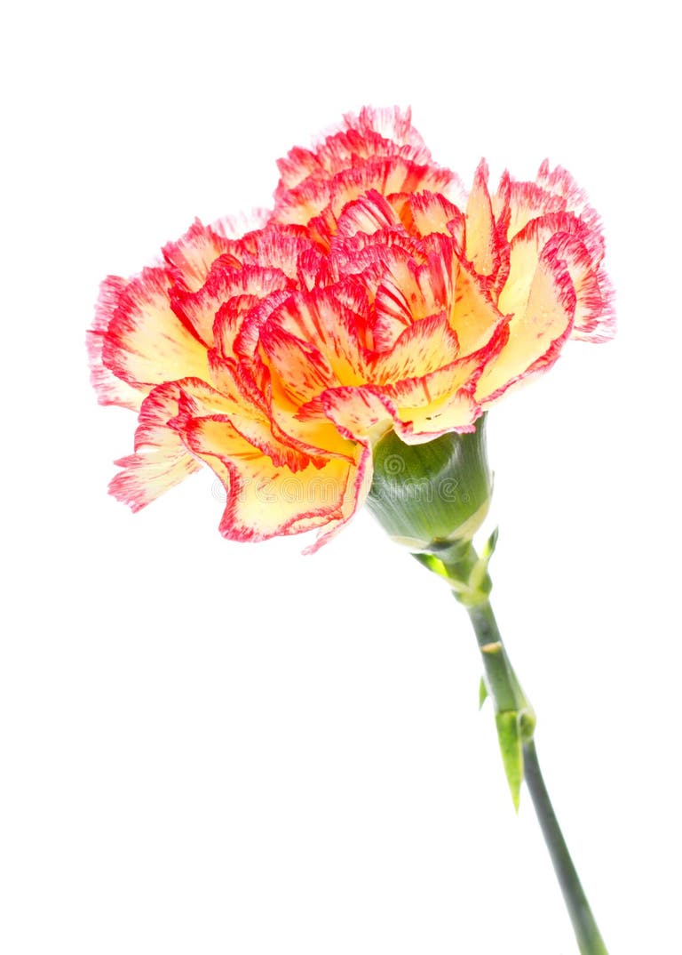 12,544 Yellow Carnation Stock Photos - Free & Royalty-Free Stock Photos ...