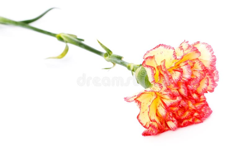 Pink and Yellow Carnation stock image. Image of love - 19221737