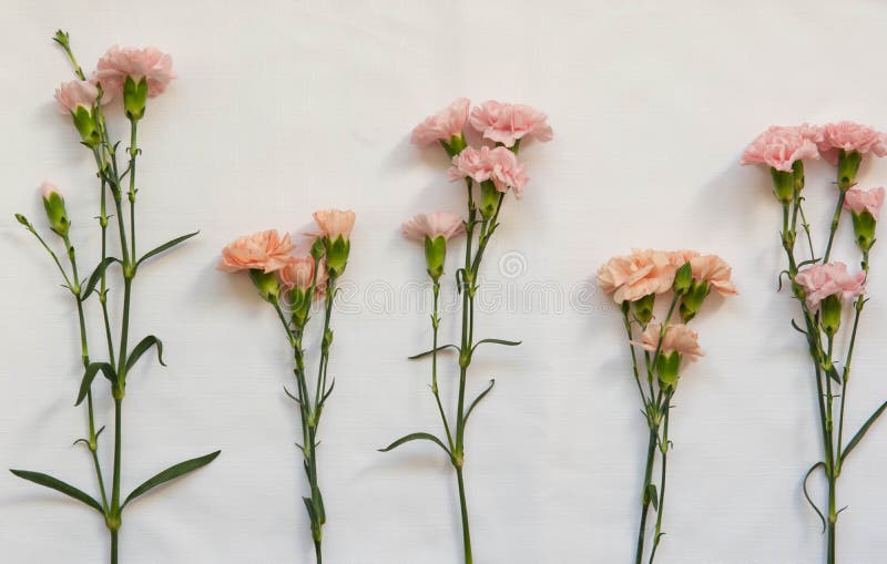 Pink and Yellow Carnation Flowers Pattern on a White Background Viewed ...