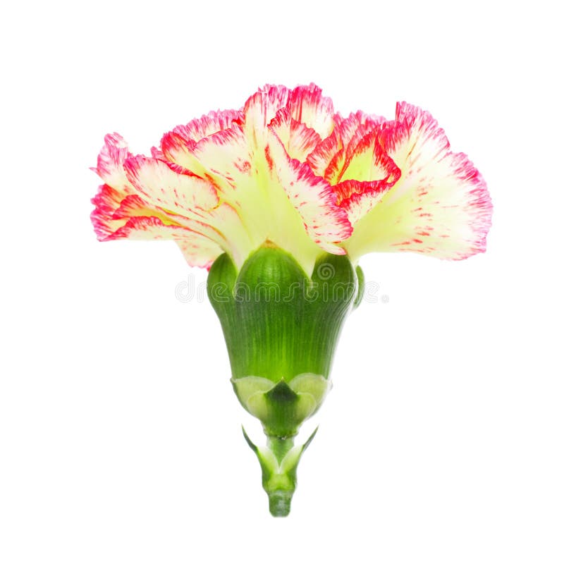 Pink and Yellow Carnation stock photo. Image of caryophyllus - 34671476