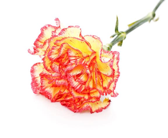 Pink and Yellow Carnation stock image. Image of green - 53624007