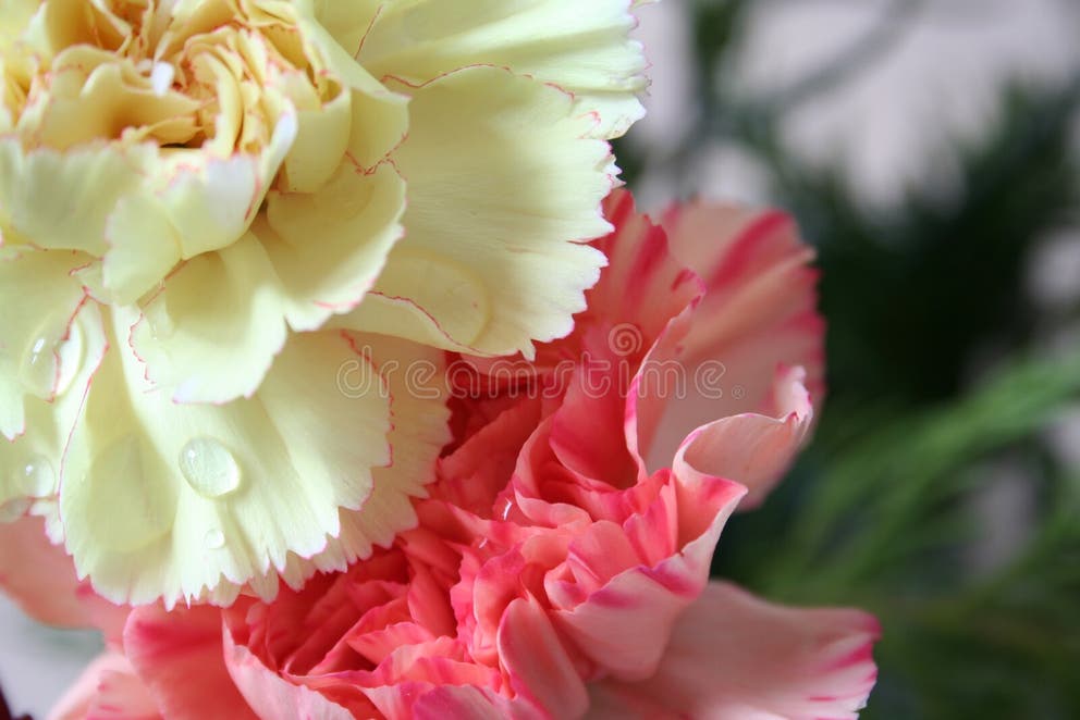 Pink and yellow carnations stock image. Image of carnations - 531059
