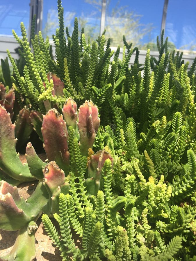 Large Corpse Flower in Bloom -carrion Flower Stock Image - Image of ...