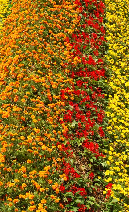 Pink and Yellow Flower Background Stock Image - Image of bloom ...