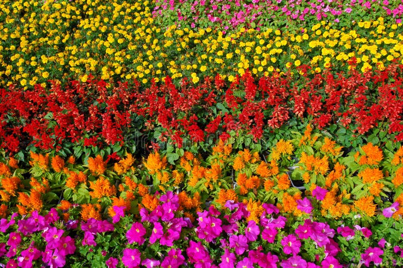 Pink and Yellow Flower Background Stock Photo - Image of flower, beauty ...