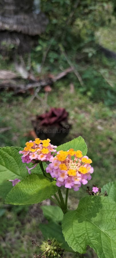 Pink and Yellow Flowers in 1 Stalk Growing in the Yard Stock Image ...