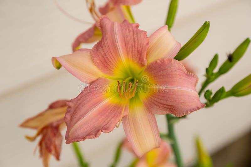 Pink and Yellow Lily Blooming in the Lily Garden Stock Image - Image of ...
