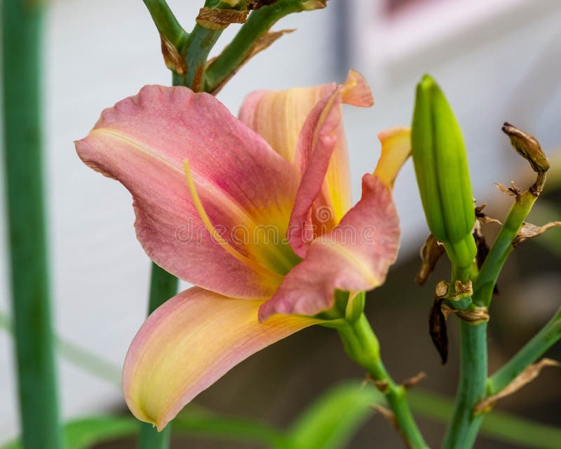 A Pink and Yellow Lily Blooming in the Lily Garden Stock Image - Image ...