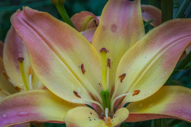 A Pink and yellow lily stock image. Image of petal, lily - 287526399