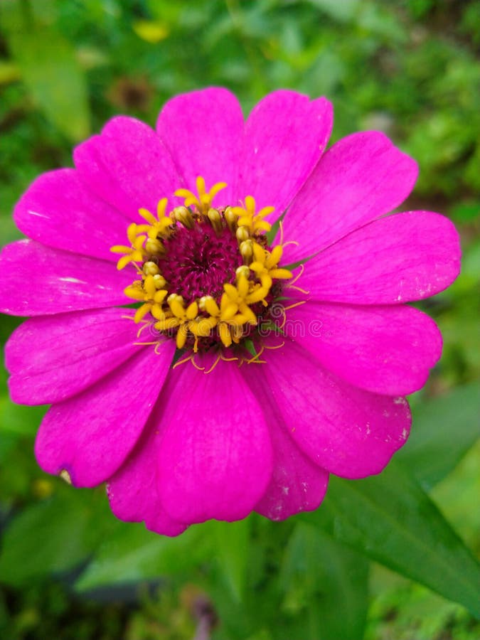 Pink, Yellow, Maroon Flower Stock Image - Image of flower, yellow ...