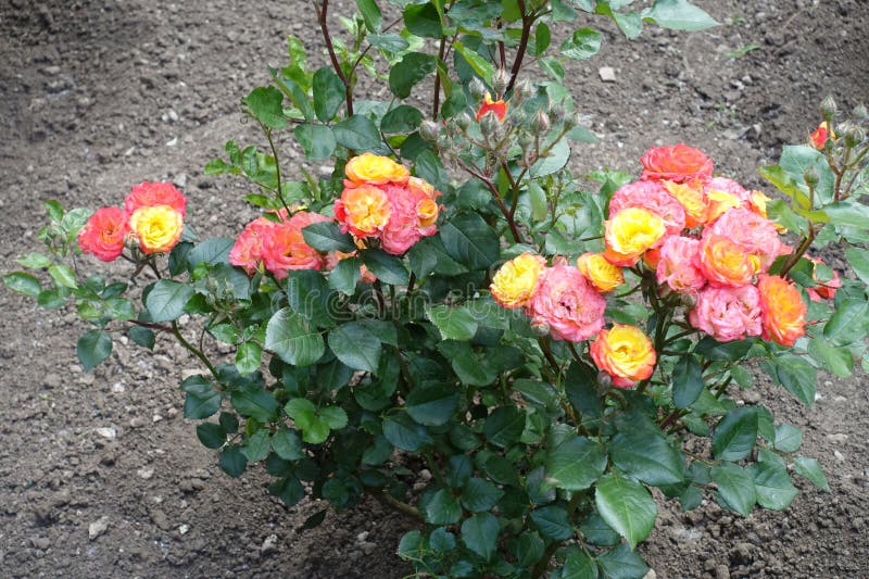 Pink, Yellow and Orange Flowers of Rose in June Stock Image - Image of ...