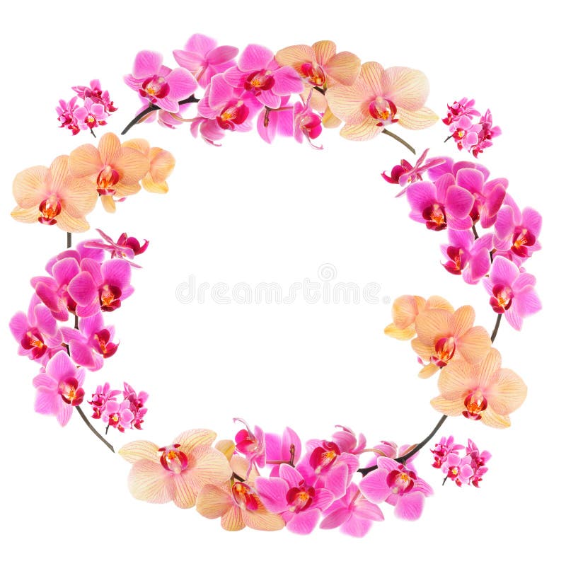 Pink and Yellow Orchids Frame Stock Photo - Image of blossom, stripes ...
