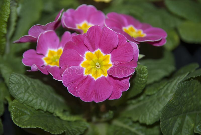 Pink Yellow Primrose Close Up Stock Image - Image of close, floral ...