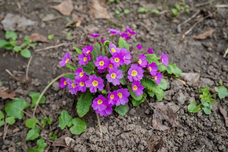 Pink Yellow Primrose Close Up Stock Photo - Image of hobby, blooming ...