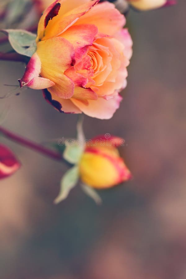 Pink and yellow rose stock photo. Image of abstract - 205389596