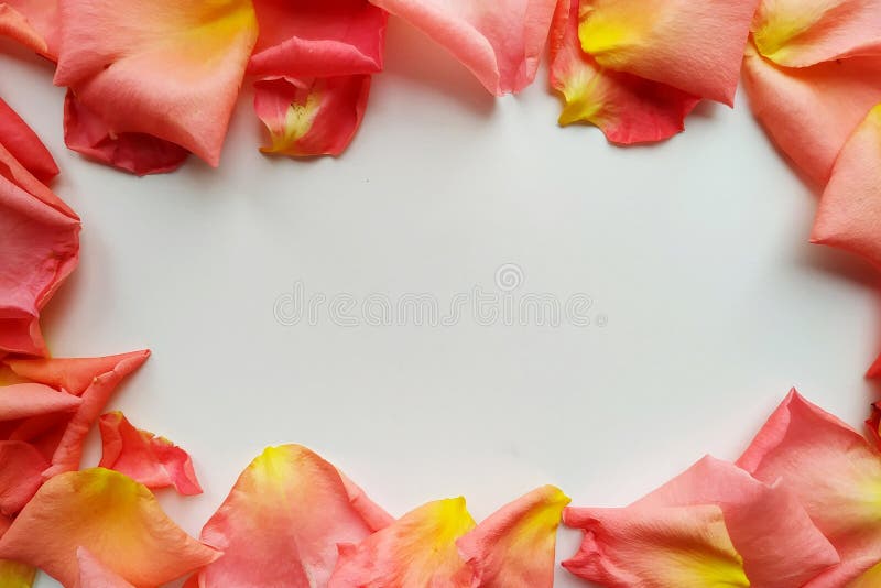 323 Yellow Rose Falling Petals Stock Photos - Free & Royalty-Free Stock ...
