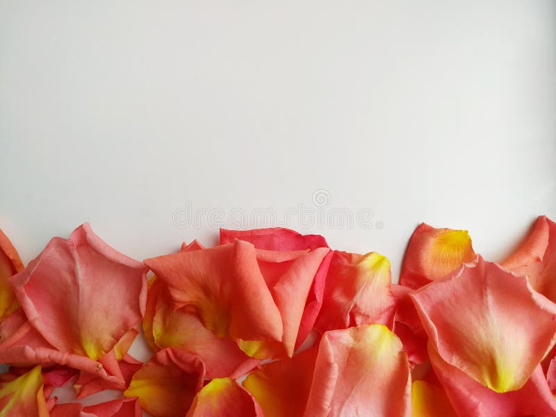 323 Yellow Rose Falling Petals Stock Photos - Free & Royalty-Free Stock ...
