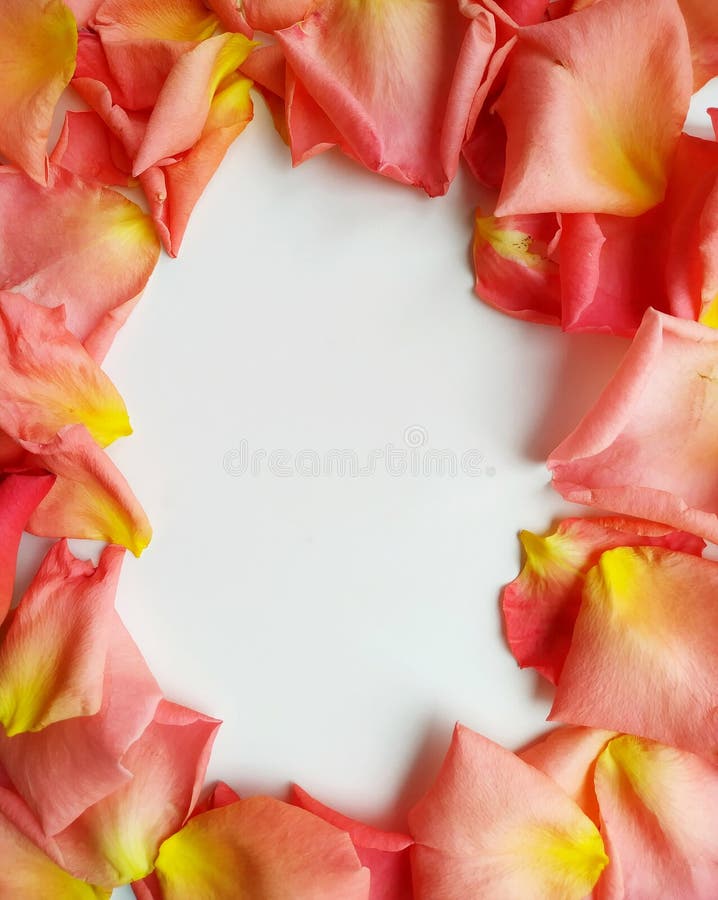 323 Yellow Rose Falling Petals Stock Photos - Free & Royalty-Free Stock ...