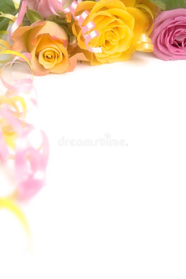 Pink and yellow roses stock photo. Image of plant, rose - 13159614