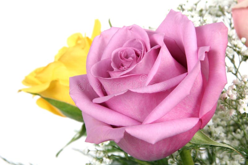 Pink and yellow roses stock image. Image of flowers, colorful - 2555379