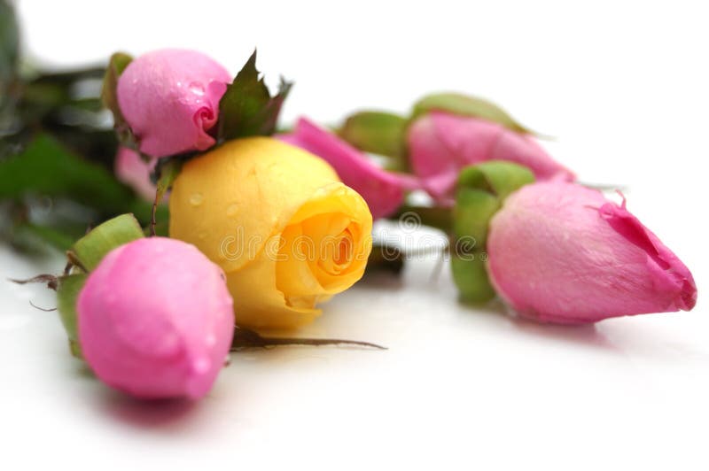 Pink and yellow roses stock photo. Image of aroma, floral - 7722696