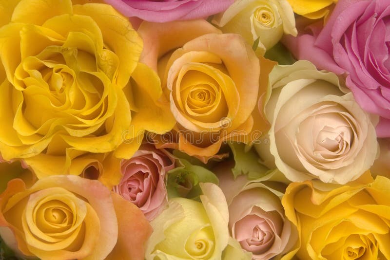 Pink and yellow roses stock image. Image of roses, gift - 8427149