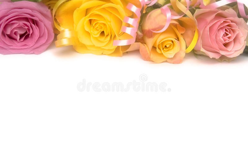 Pink and yellow roses stock photo. Image of orange, petal - 8427438