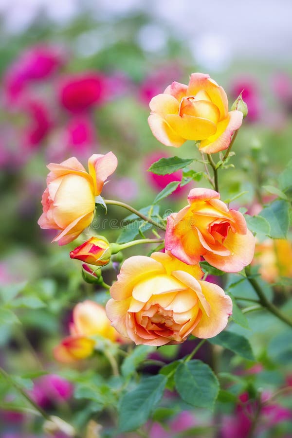 Pink yellow roses stock photo. Image of group, love, beauty - 66191842