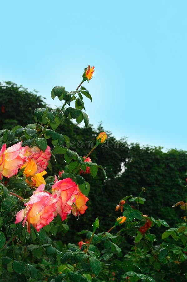Pink-yellow Roses after Rain Against a Blue Sky Stock Photo - Image of ...
