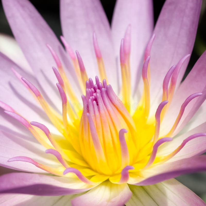 Pink and Yellow Water lily stock image. Image of flora - 29287521