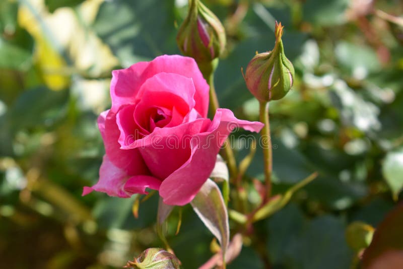 Pink young rose in spring stock photo. Image of leaf - 200390210