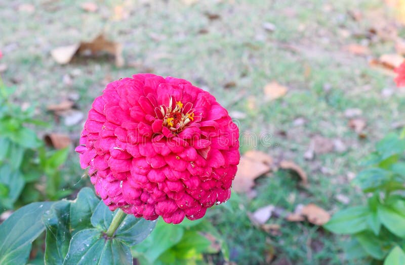 Zania Flowers Stock Photos - Free & Royalty-Free Stock Photos from ...