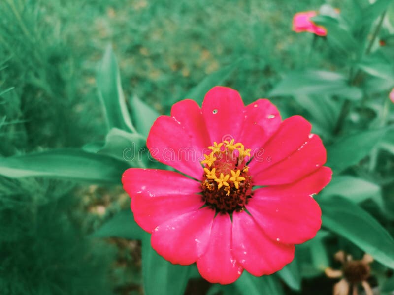 Pink Zenia Flowers in the Garden Stock Image - Image of garden, flowers ...