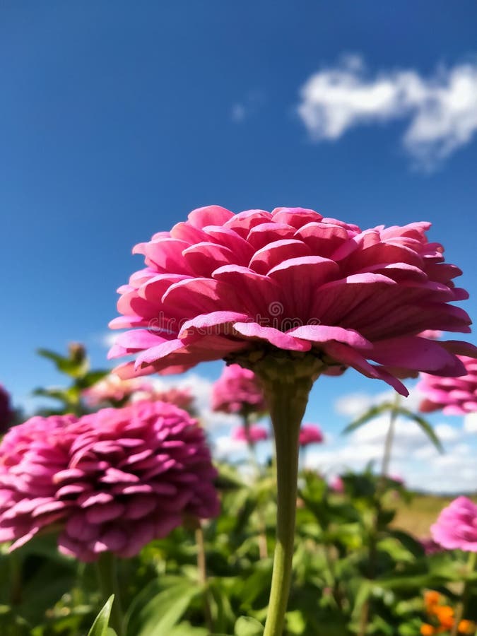 Pink Zinnia Against the Blue Sky Stock Photo - Image of zinnia, view ...