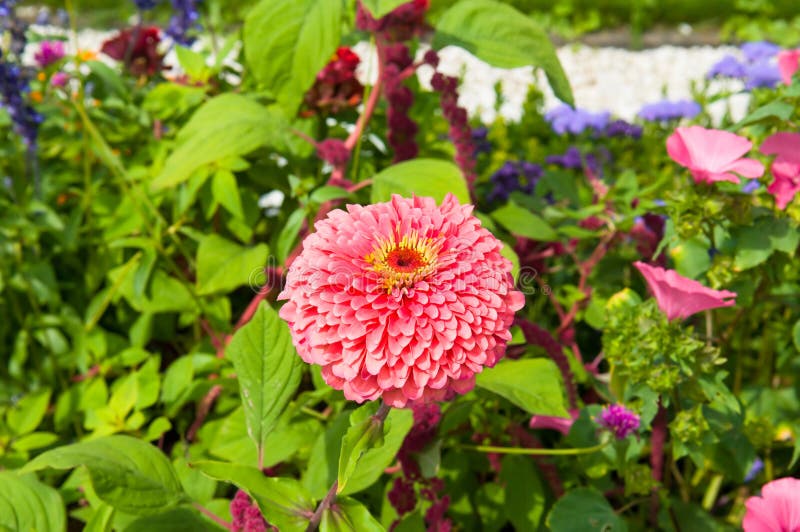 Pink Zinnia in a Bright Flowerbed Stock Image - Image of plant, pink ...