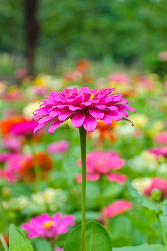 Pink Zinnia elegans stock image. Image of beautiful, outdoor - 33230117
