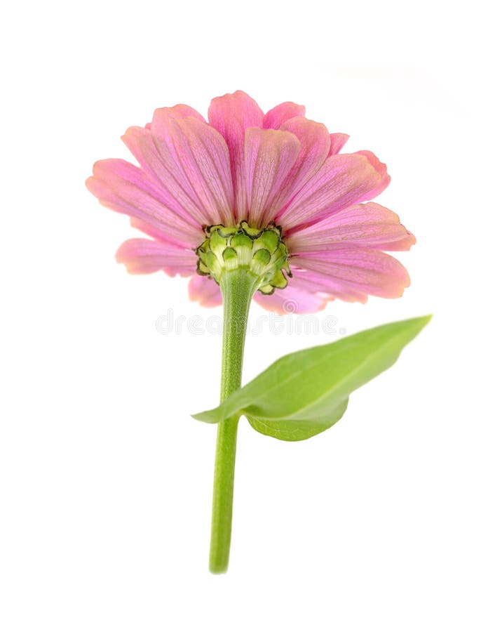 Pink zinnia flower stock image. Image of pollen, bloom - 34922575