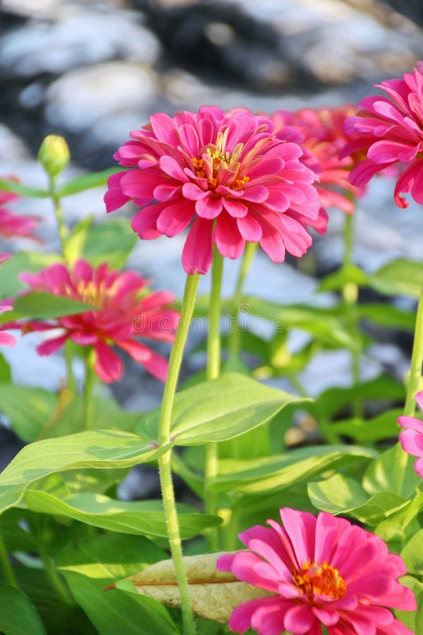Pink Zinnia Flower stock image. Image of bouquet, bloom - 35971485