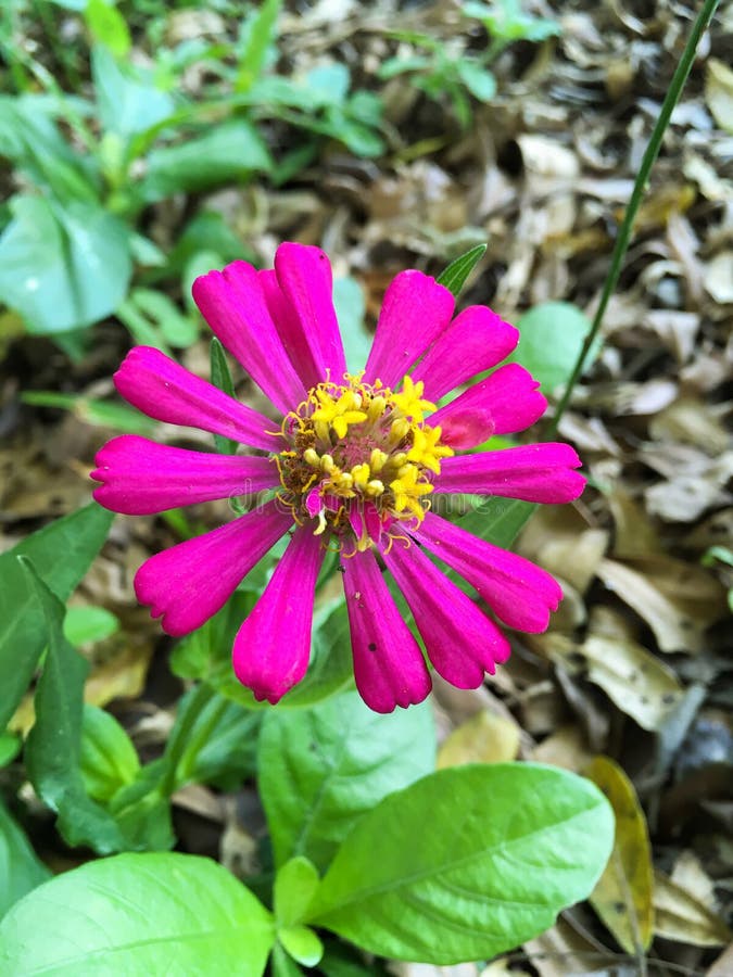 Pink zinnia flower stock image. Image of violacea, petal - 89961689