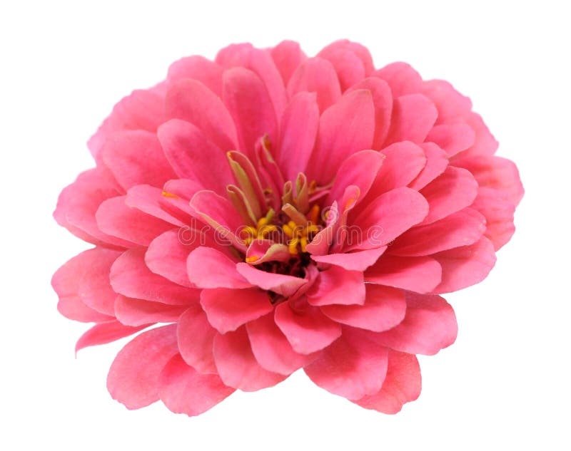 Pink zinnia flower stock photo. Image of garden, botany - 35215912