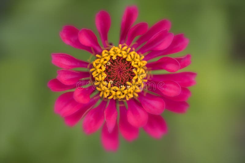 Pink Zinnia flower macro stock image. Image of flower - 98355523